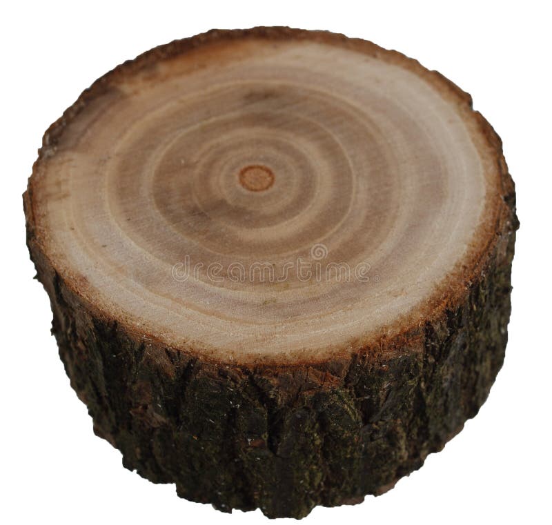 Tree Trunk Cross Cut Wood Texture Stock Image - Image of structure ...