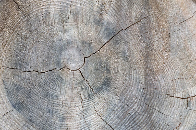 Tree Trunk Cross Section with Annual Rings Stock Image - Image of ...