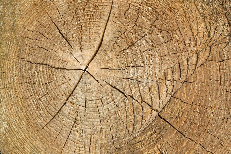 Tree Trunk Cross Section with Annual Rings Stock Image - Image of ...
