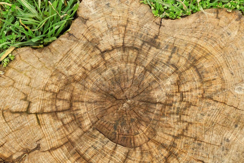 Tree Trunk Cross Section, Closeup Stock Photo - Image of hardwood ...