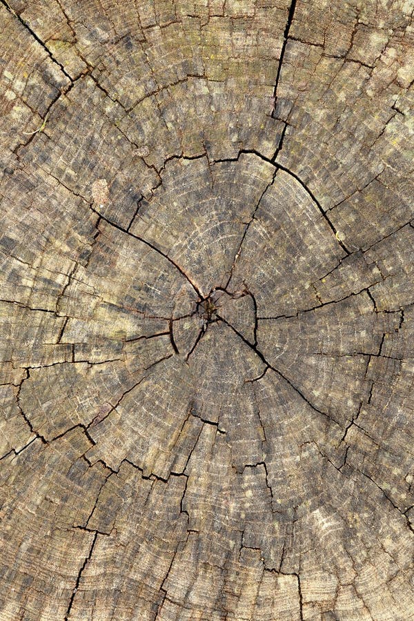 Tree Trunk Cross Section, Closeup Stock Photo - Image of hardwood ...