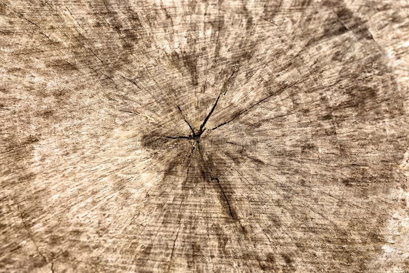 Oak section closeup stock image. Image of background - 98964755