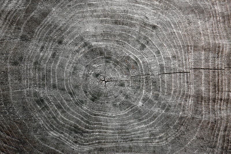 Tree trunk cross section, stock photo. Image of circular - 116583462