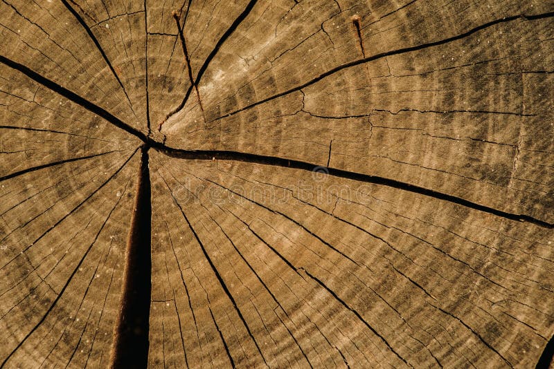 Tree Trunk Cross-Section with Growth Rings Stock Image - Image of ...