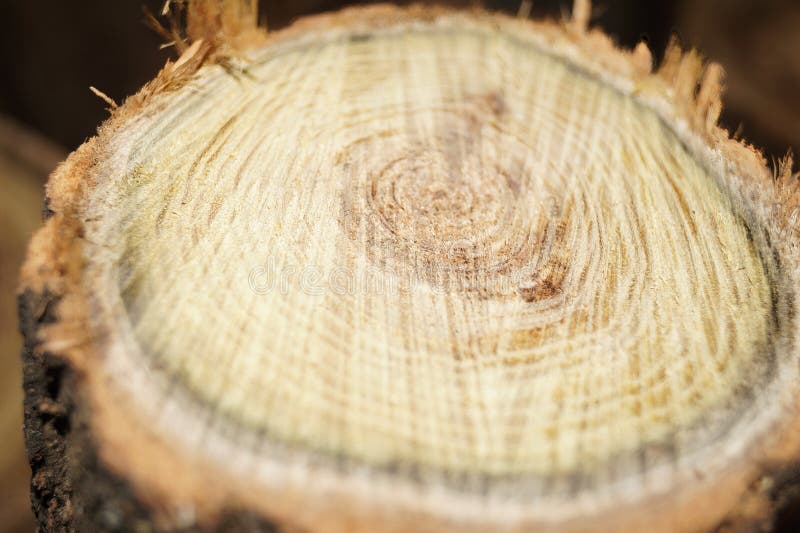 Tree Trunk Cross Section with Sharp Growth Rings Stock Photo - Image of ...