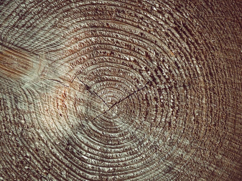 Tree Trunk Cross-section, Texture for Wallpaper or Background Stock ...