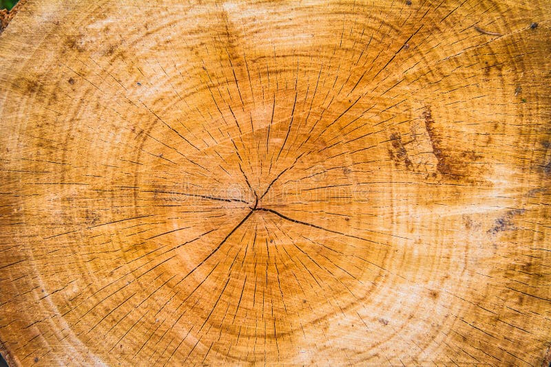 Cross Section Ancient Hardwood Tree Stock Photos - Free & Royalty-Free ...