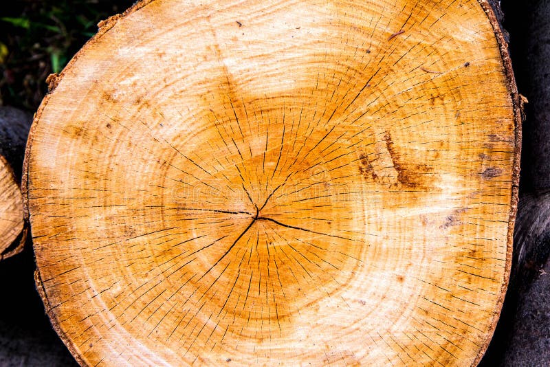 Cross Section Ancient Hardwood Tree Stock Photos - Free & Royalty-Free ...