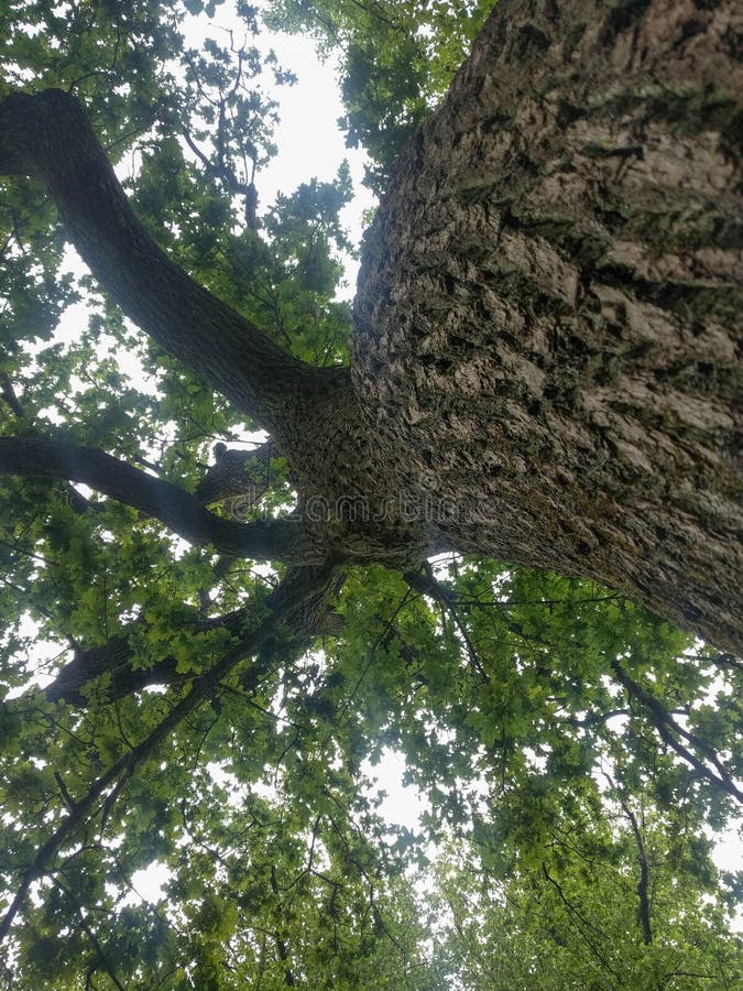 A Tree Trunk with Crown in Forest Stock Photo - Image of season, leaf ...