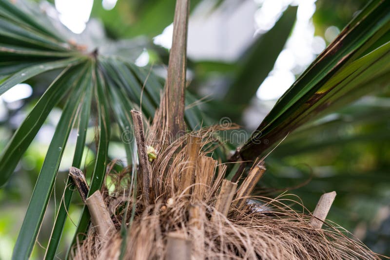 Tree Trunk and Leaf of Cuban Coconut Palm Coccothrinax Crinata ...