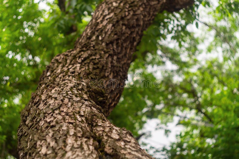 A Tree Trunk with a Curve and a Slope. the Texture of the Bark is ...