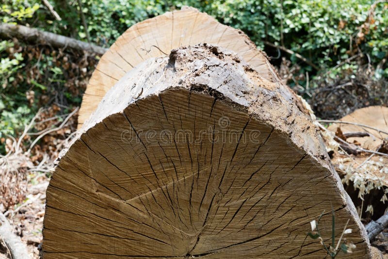 Tree trunk cut stock photo. Image of carved, concentric - 99174316