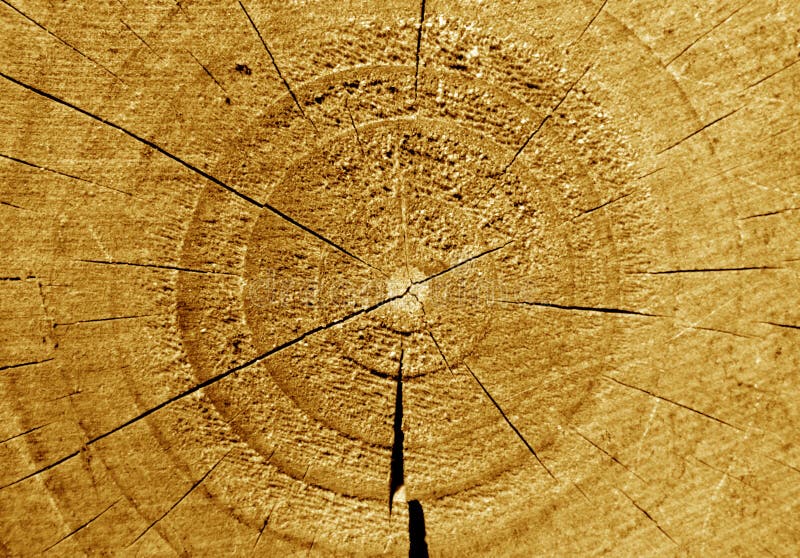 Tree Trunk Cut with Annual Circles Covered with Orange Stain Stock ...