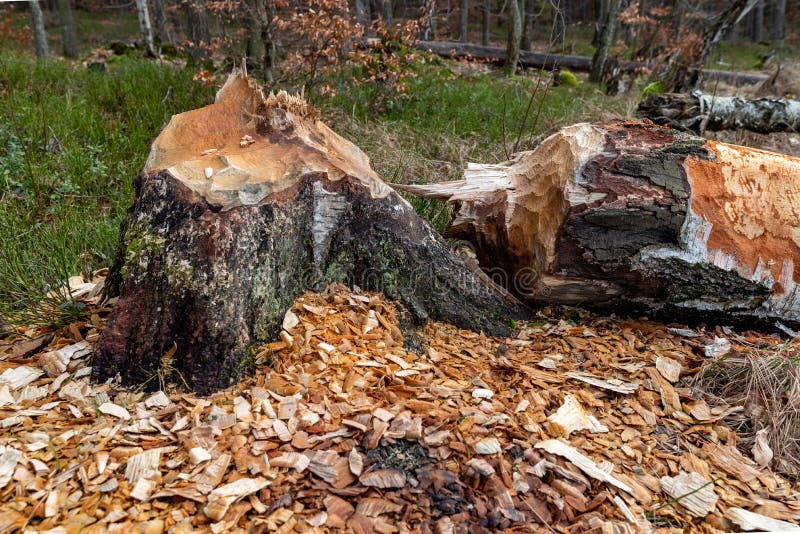 Tree Trunk Cut by a Beaver. Destroyed Trees in a Swampy Forest Stock ...