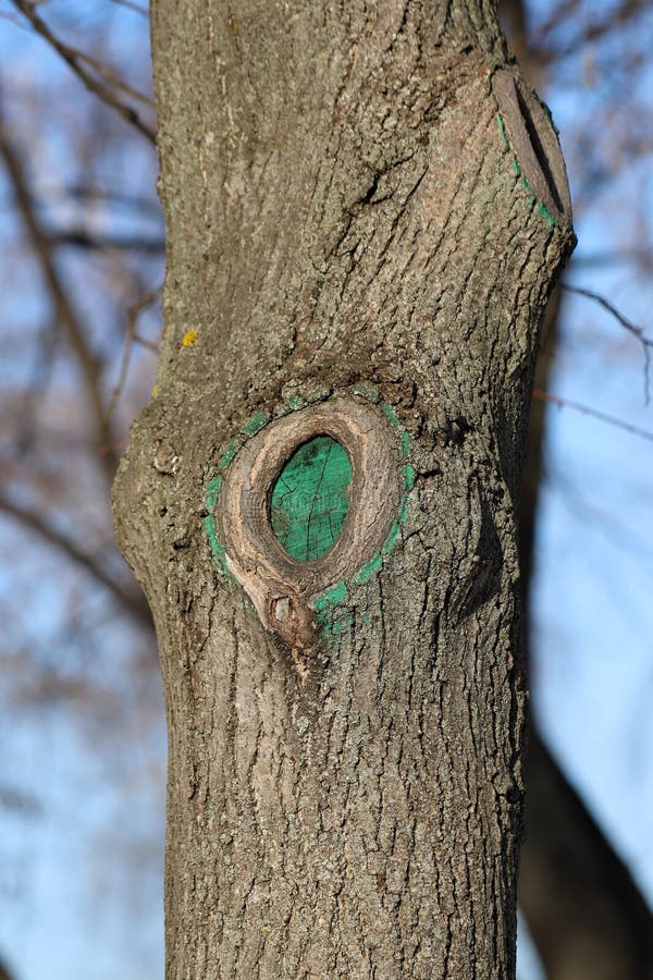 A Tree Trunk with Cut Branch Stub Stock Photo - Image of pruning, stub ...
