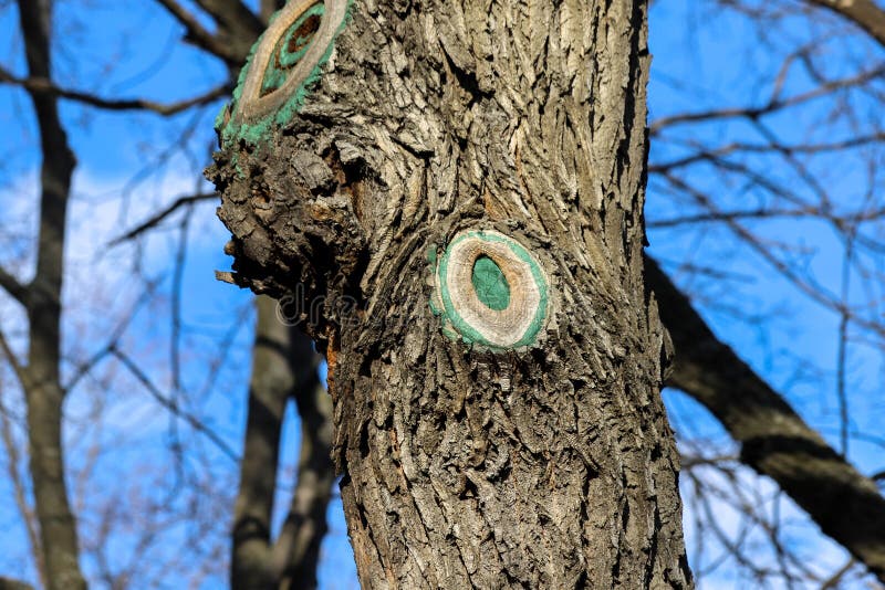Branch stub stock photo. Image of vegetation, ecosystem - 179023852