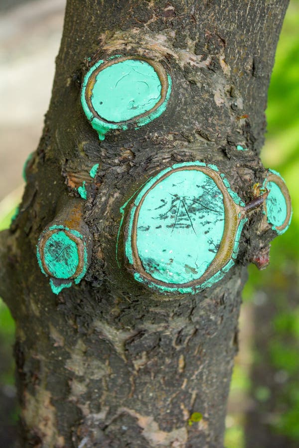 Tree Trunk and Cut Branches, Cuts are Covered with Special Paint Stock ...