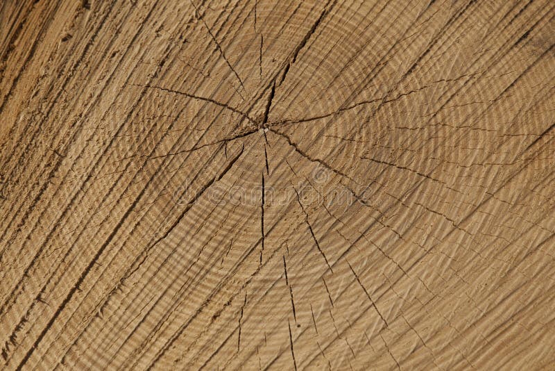 Trunk Cut with Cracks and Annual Circles Stock Photo - Image of texture ...