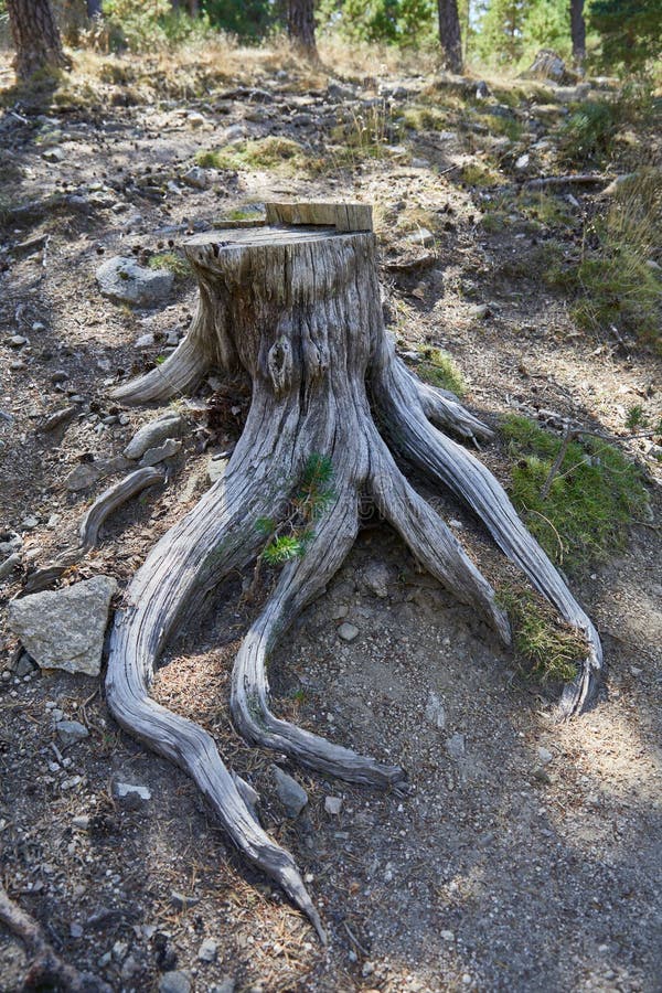 Curious Tree in Madrid Park Stock Photo - Image of europe, plant: 22471338