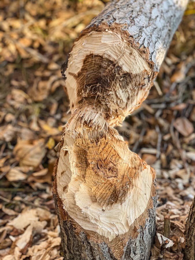 Tree Trunk is Cut Down with an Axe Stock Photo - Image of brown, autumn ...