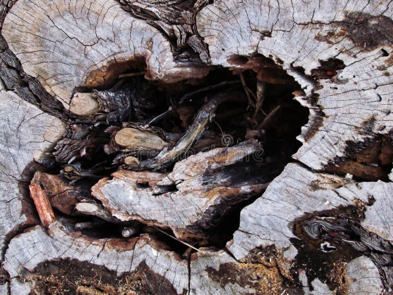 Tree Trunk Cut Inside stock photo. Image of stump, nature - 116291496