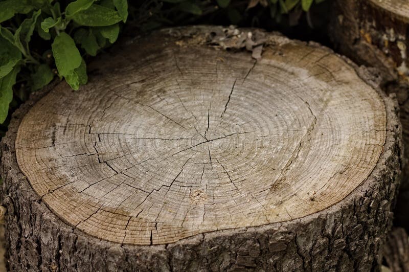 Tree Trunk Cut in Half Italy, Europe Stock Image - Image of bark ...