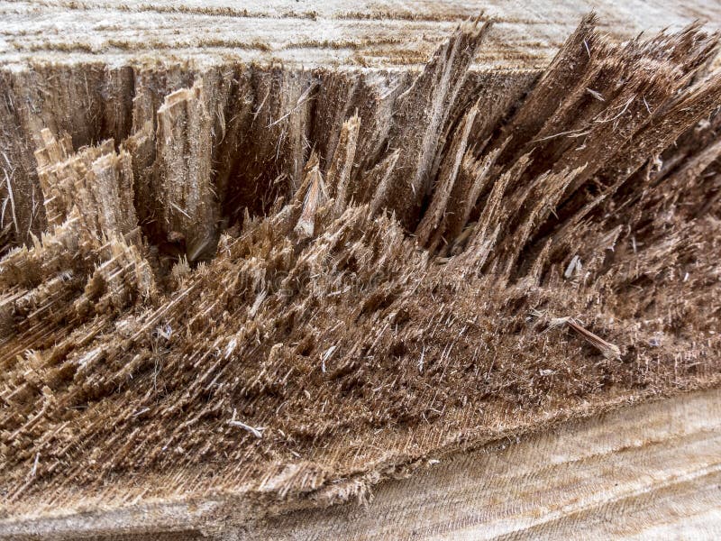 Tree Trunk stock image. Image of grass, nature, wood - 113647223