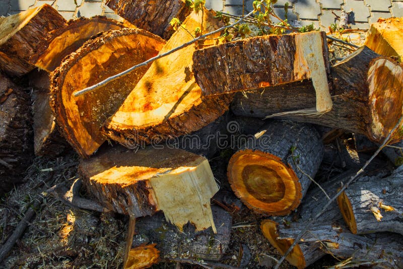 Tree Trunk Cut in Many Chunks Stock Photo - Image of pile, piece: 149230622