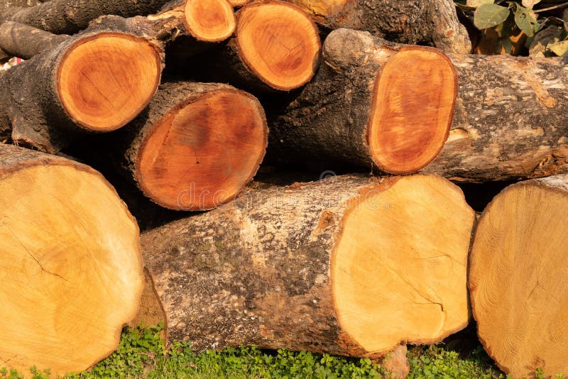 Tree Trunk after Being Cut. Wood Texture and Background. Gangue ...