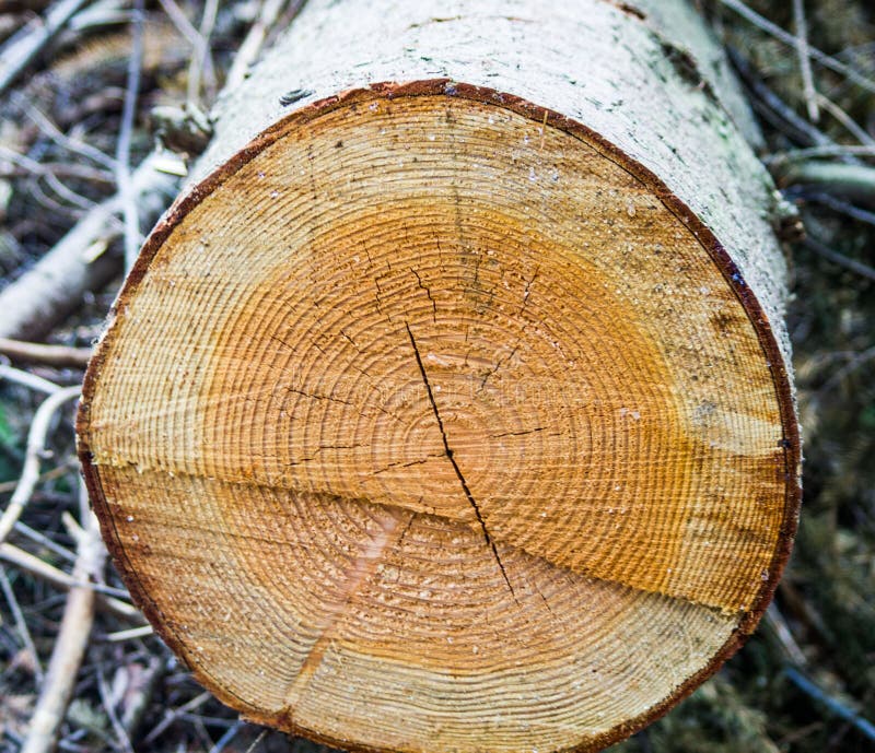 Tree Trunk Cut with the Rings that Mark the Years Stock Photo - Image ...