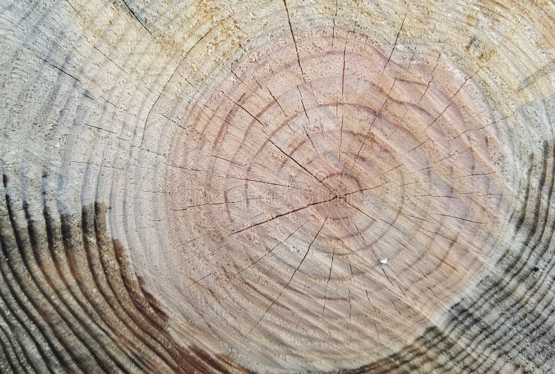 Tree Trunk Cut Top View Background Rings Sections Surface Stock Image ...