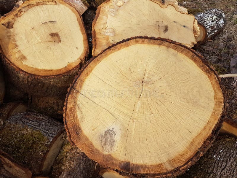 Tree Trunk Cut Top View Oak Tree Stock Photo - Image of plant, lumber ...