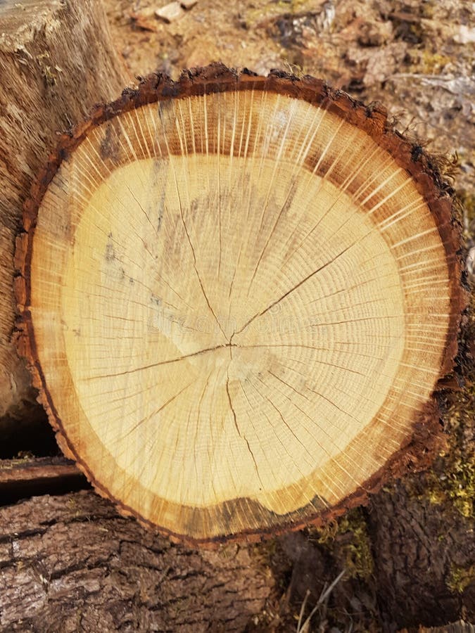 Tree Trunk Cut Top View Oak Tree Stock Photo - Image of pattern, circle ...