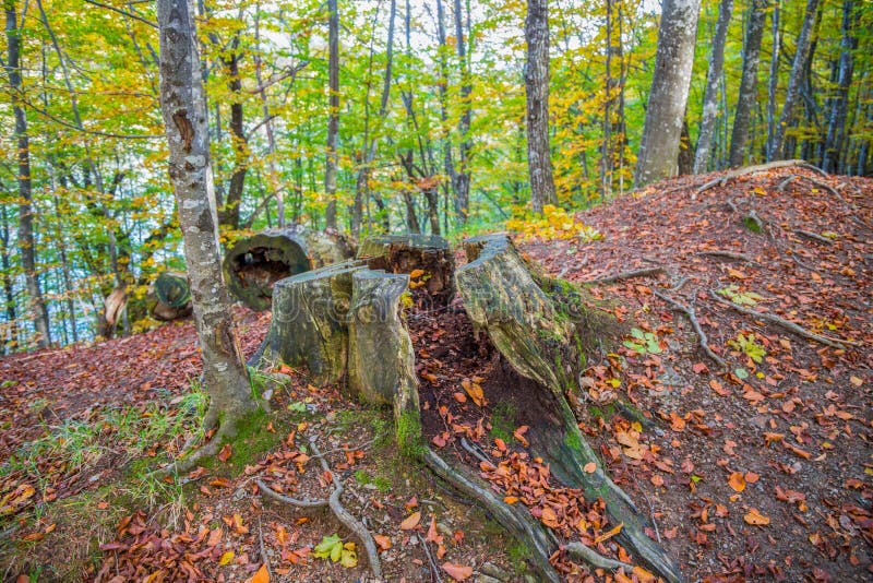 Tree Trunk Cut in a Forest in Autumn. Stock Image - Image of natural ...