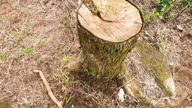 Tree Trunk Cut. Tree Trunk View Cut Down Due To Deforestation Stock ...