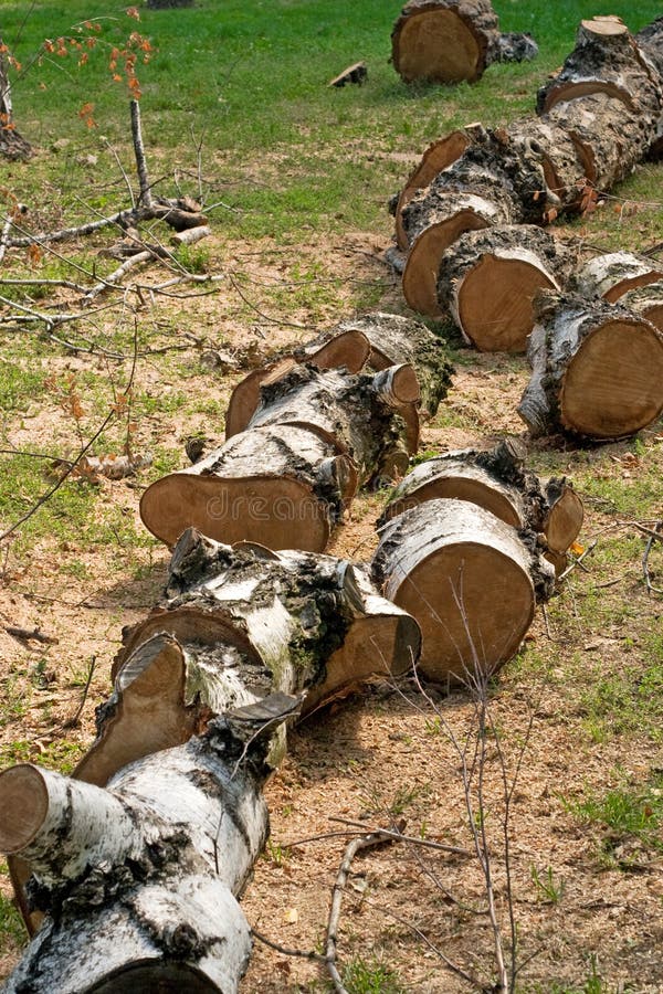 Tree Trunk Cuted In Parts Picture. Image: 7805016