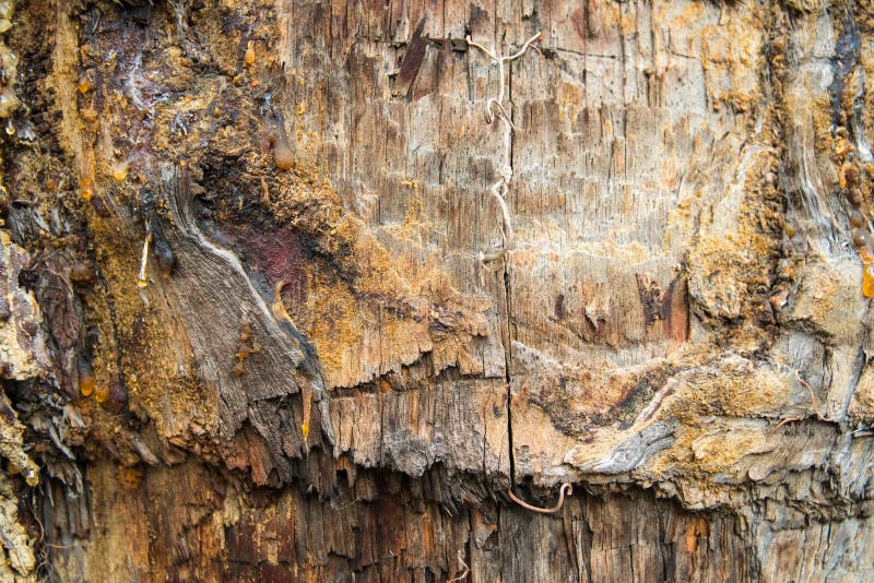 Tree Trunk with Damaged Bark Shooted Close Up Stock Photo - Image of ...