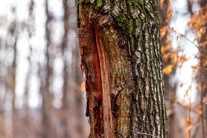 Tree Trunk with Damaged Bark. Tree Diseases Stock Image - Image of park ...