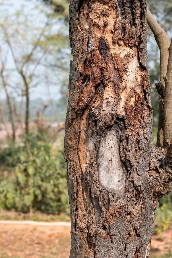 Tree Trunk with Damaged Bark Close Up Stock Photo - Image of plant ...