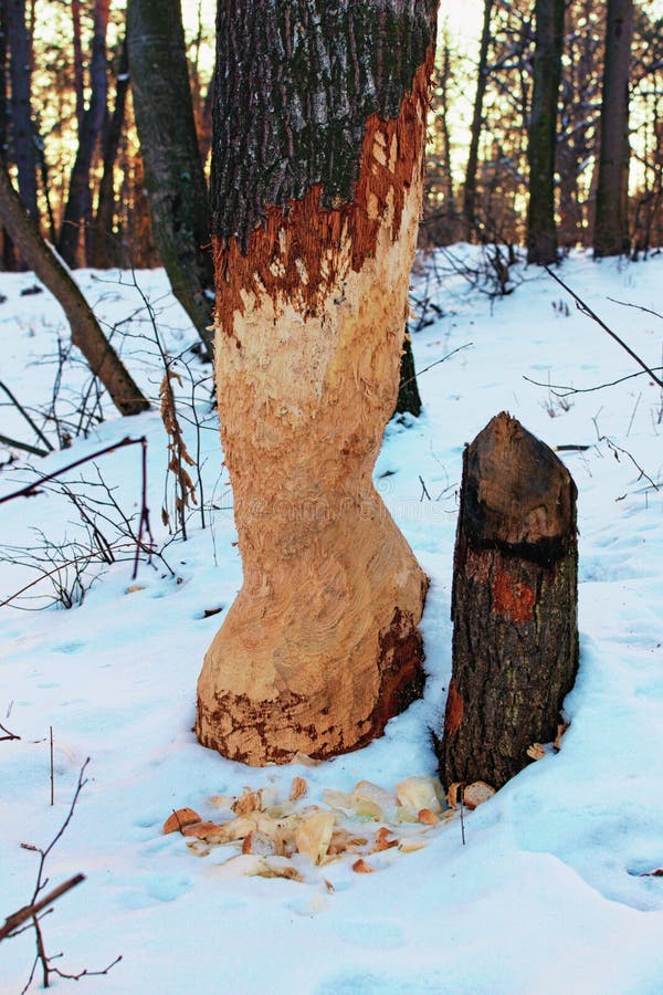 Tree Trunk Damaged by Beavers. Winter Forest. Tree with Marks of Beaver ...