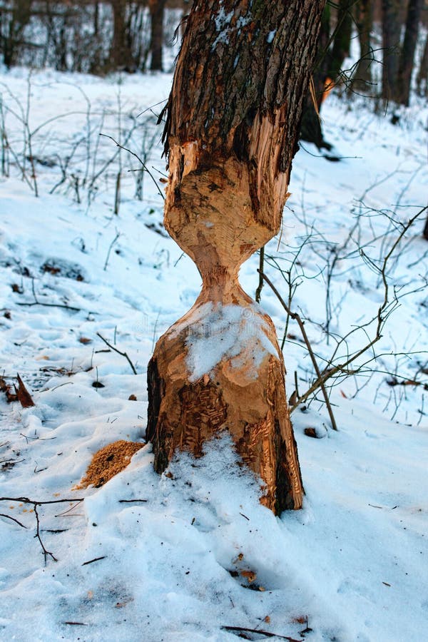 Tree Trunk Damaged by Beavers. Winter Forest. Tree with Marks of Beaver ...
