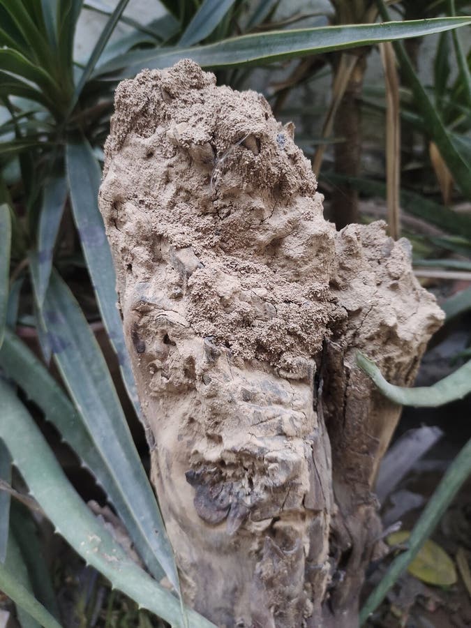 Tree Trunk Damaged Termite Attack Stock Image - Image of bark, trunk ...