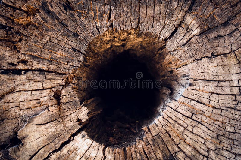 Tree Trunk with Dark Nature Hole and Textured Bark Stock Photo - Image ...