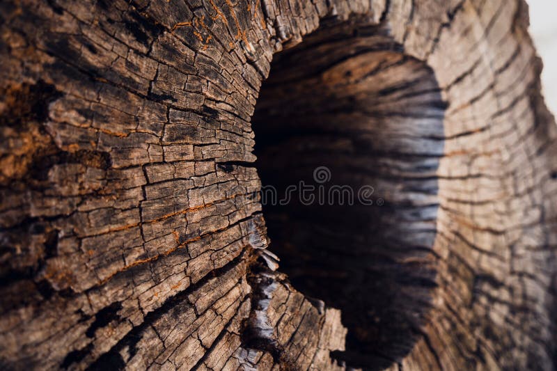 Tree Trunk with Dark Nature Hole and Textured Bark Stock Image - Image ...