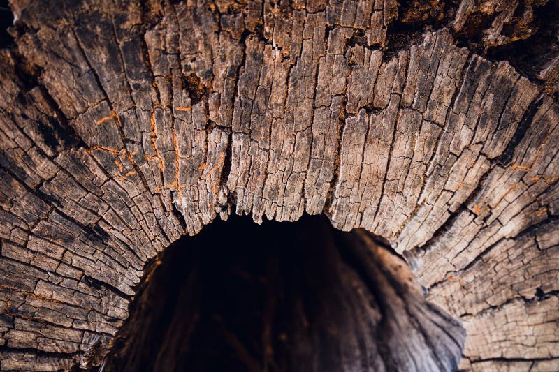 Tree Trunk with Dark Nature Hole and Textured Bark Stock Image - Image ...