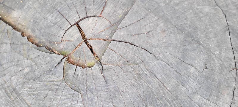 Tree Trunk with Dark Texture and Abstract Lines Stock Image - Image of ...