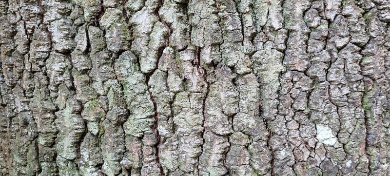 Tree Trunk with Dark Texture and Abstract Lines Stock Photo - Image of ...