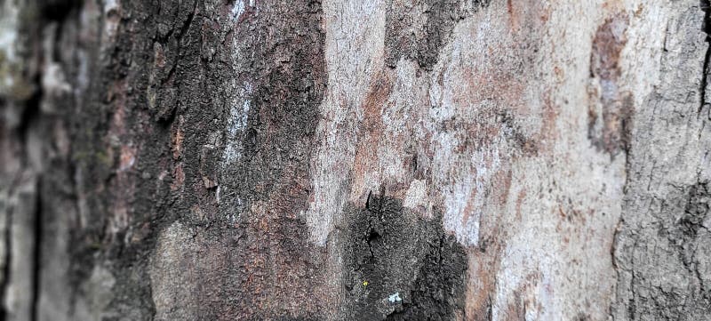 Tree Trunk with Dark Texture and Abstract Lines Stock Image - Image of ...