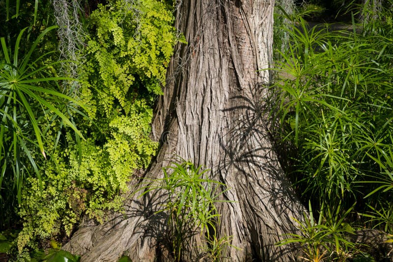 Tree Trunk, Dense Growing Plants in Tropical Forest Stock Image - Image ...