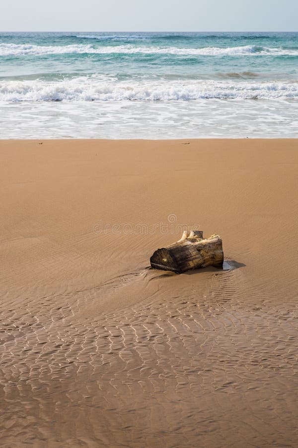 Tree Trunk on the Desert Beach Stock Photo - Image of water, sunny ...